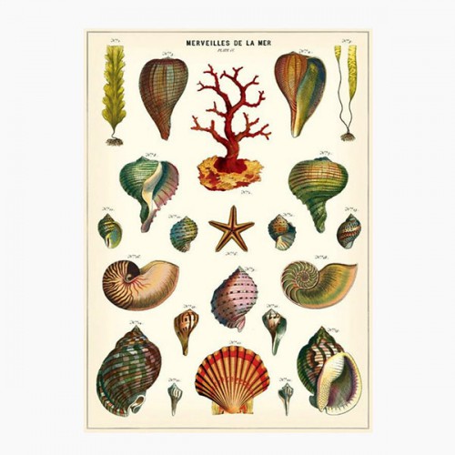Poster-Set Muscheln - medicalartandmore
