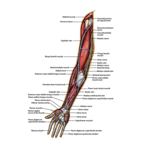 Dr. Livingstons Anatomie Puzzle der Arm